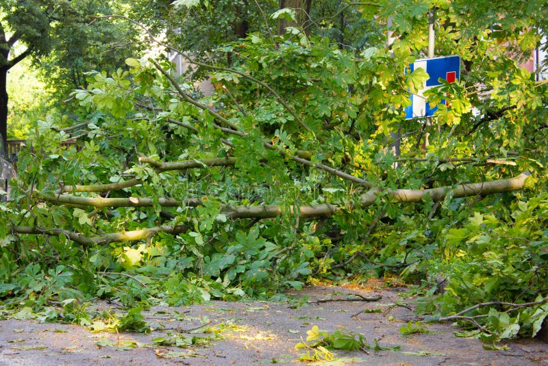 Damaged Tree after Storm and Wind in Park Stock Photo - Image of broken ...