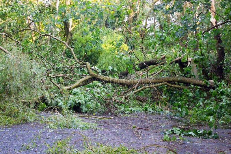 Damaged Tree after Storm in Park Stock Image - Image of destroyed, tree ...