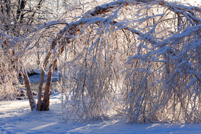 Damaged Trees after an Extreme Ice Storm. Stock Photo - Image of cold ...