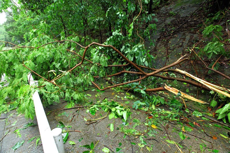 Tree Collapse after Typhoon Editorial Image - Image of forest, danger ...