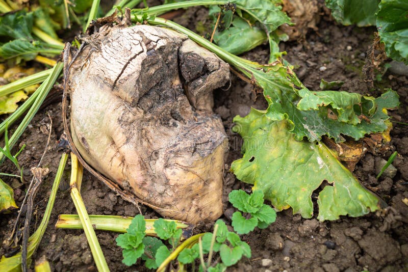 Damaged vegetables stock image. Image of ground, green - 263144569