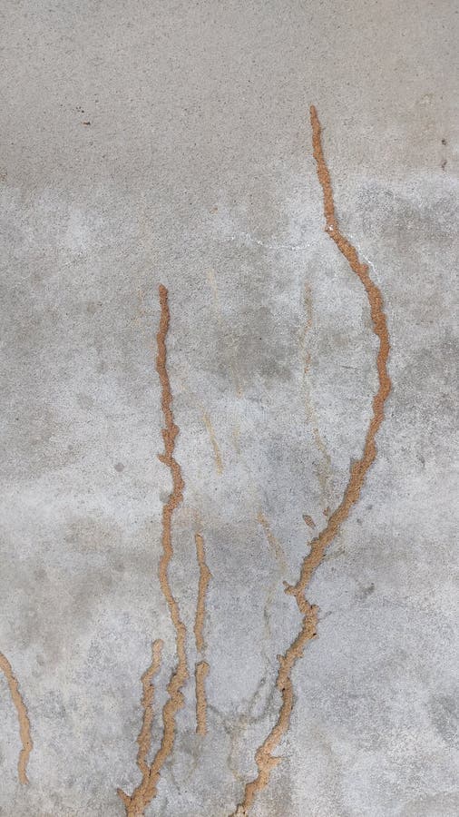 Damaged Wall Surfaces from the Destruction of Termites Stock Image ...