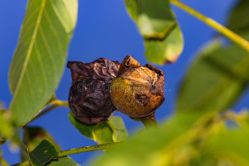 Damaged Walnut Due To Pests on the Tree Stock Photo - Image of outdorr ...