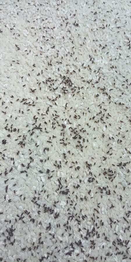 Sand Lice Stock Photos - Free & Royalty-Free Stock Photos from Dreamstime