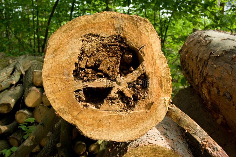 Damaged Wood Picture. Image: 5277999