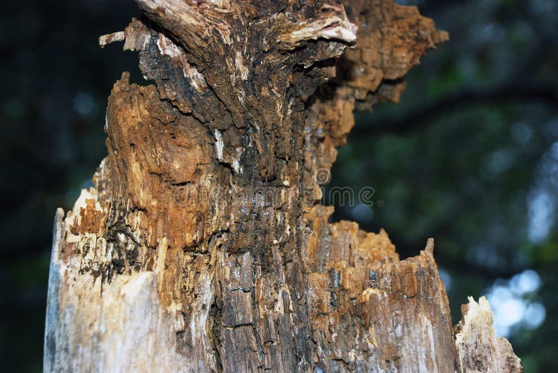 Damaged wood stock image. Image of chipped, wood, cracks - 7205967