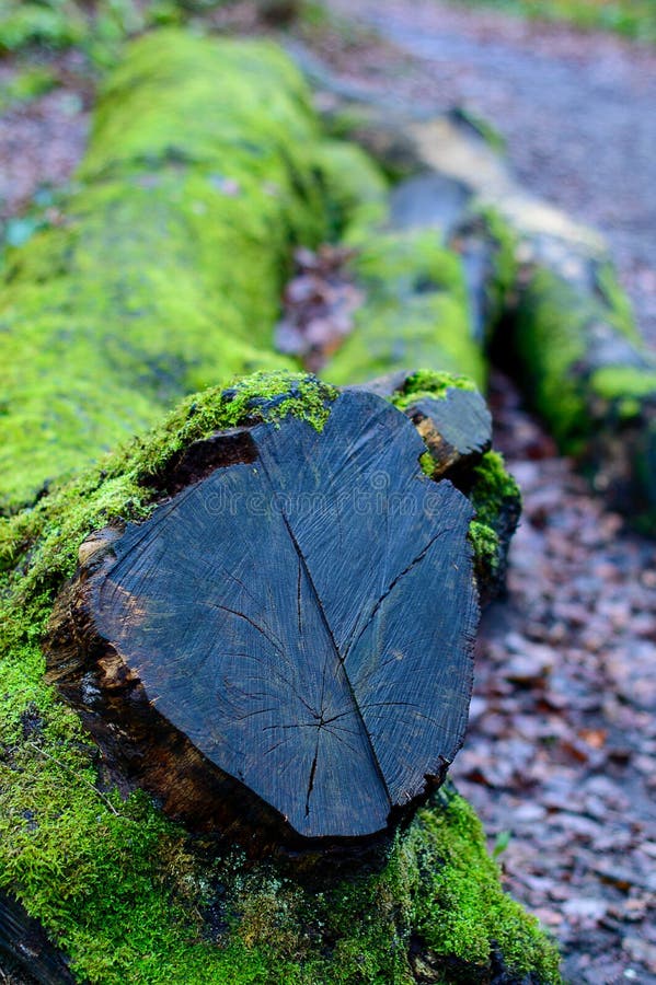 A damaging tree trunk stock image. Image of leaf, rock - 238019085