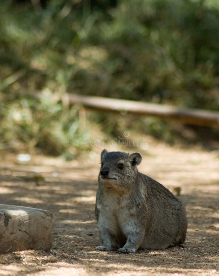 Daman-1 stock photo. Image of africa, serengeti, safari - 12366072
