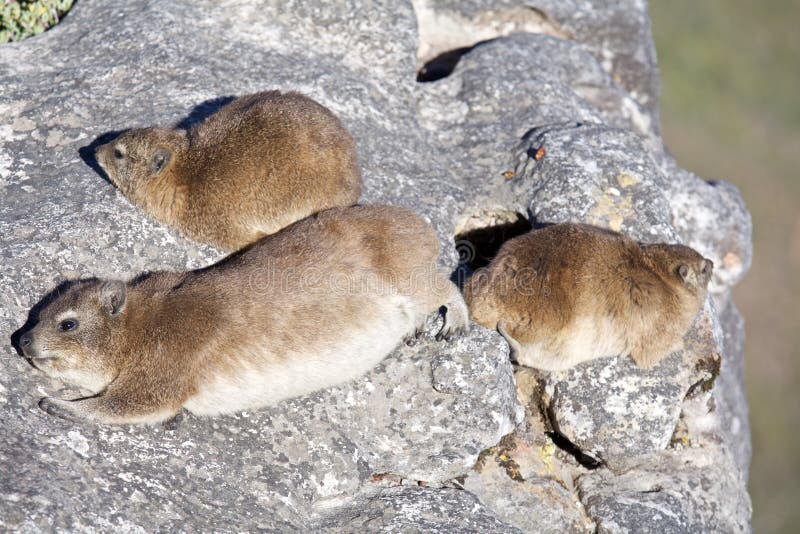 Daman-1 stock photo. Image of africa, serengeti, safari - 12366072