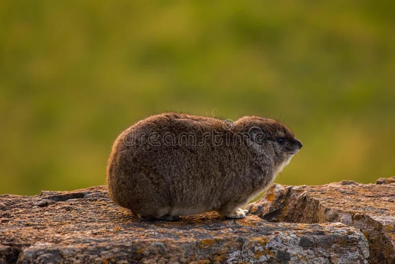 Daman Hyrax Hyracoidea Procaviidae Arkivfoto - Bild av savann, natur ...