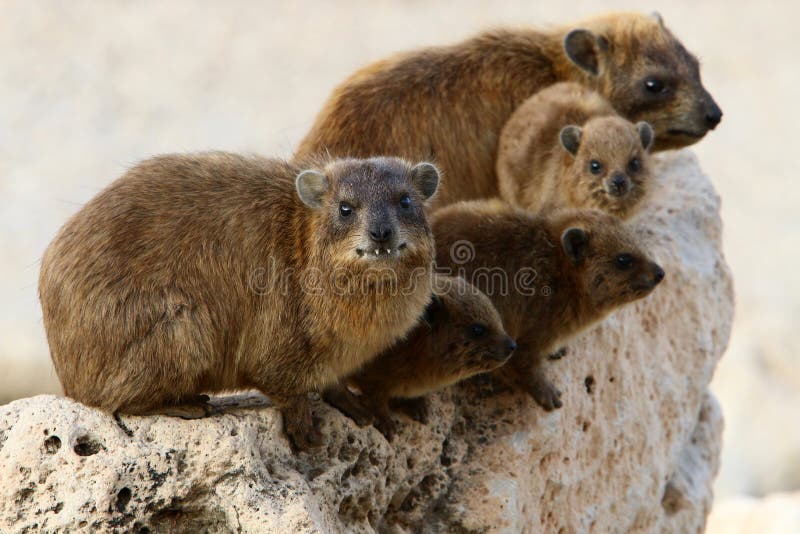 Daman (Hyraxes) Sits on a Rock Stock Photo - Image of daman, animal ...