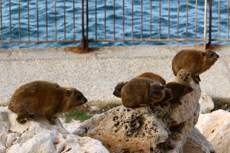 Daman (Hyraxes) Sits on a Rock Stock Image - Image of village, stone ...