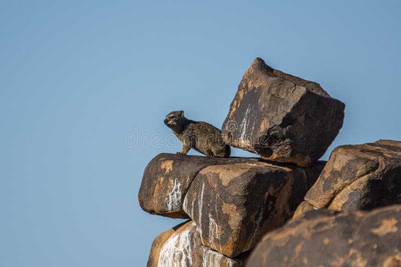 The Daman, Procavia Capensis, on the Rocks in Namibia Stock Image ...