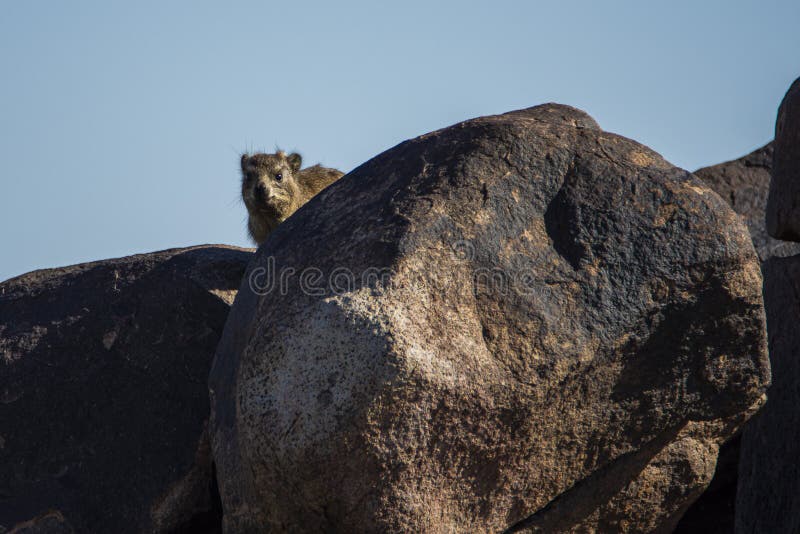 The Daman on the Rocks in Namibia, South Africe Stock Image - Image of ...