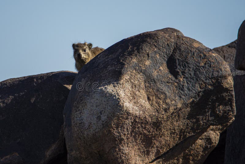 The Daman on the Rocks in Namibia, South Africe Stock Image - Image of ...