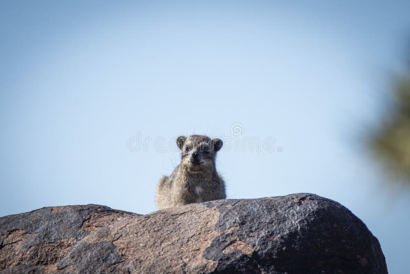 The Daman on the Rocks in Namibia, South Africe Stock Photo - Image of ...