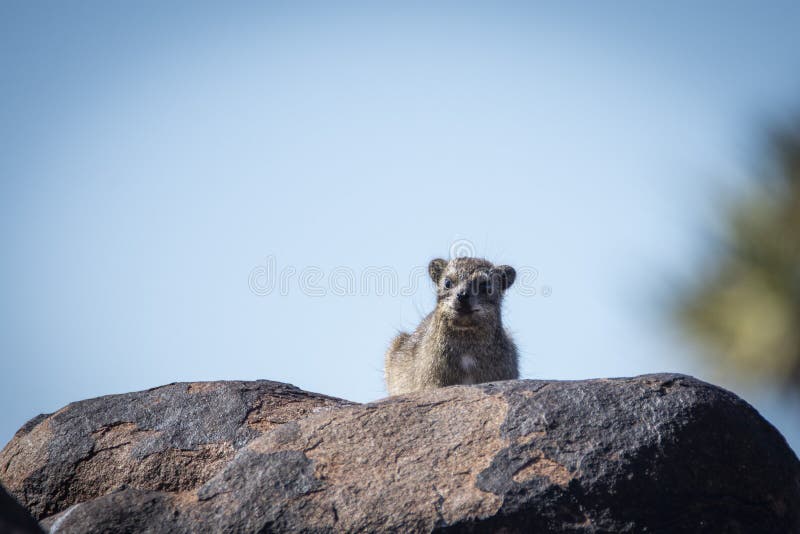 The Daman on the Rocks in Namibia, South Africe Stock Image - Image of ...