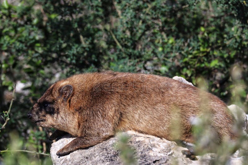 Daman on the rock. stock photo. Image of plant, nature - 378015936