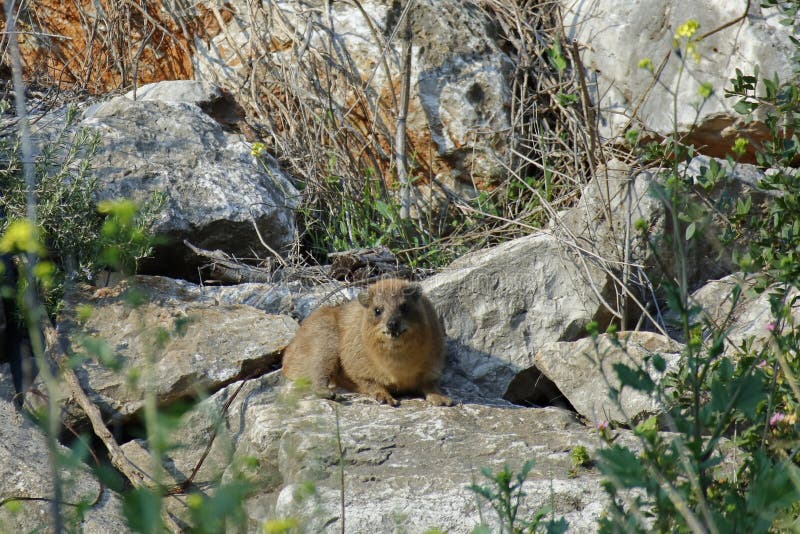 Daman Rock Rabbit on the Stone. Animal Stock Photo - Image of rock ...