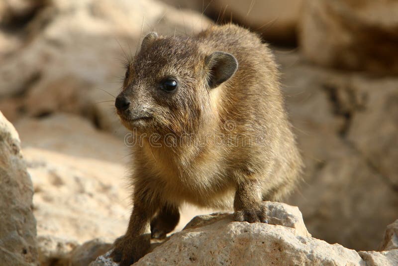 Daman is Sitting on a Stone Stock Image - Image of forest, stone: 130356049