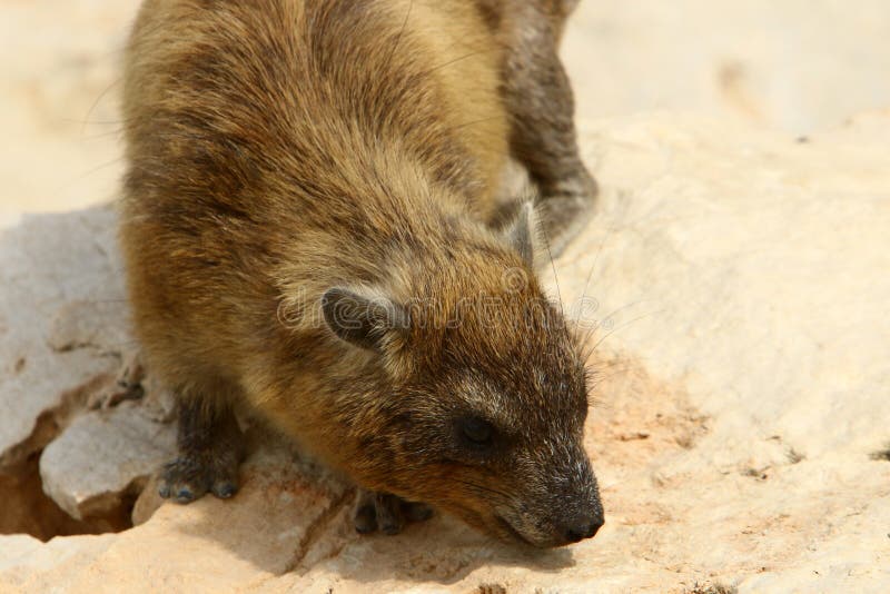 Daman is Sitting on a Stone Stock Photo - Image of israel, sitting ...