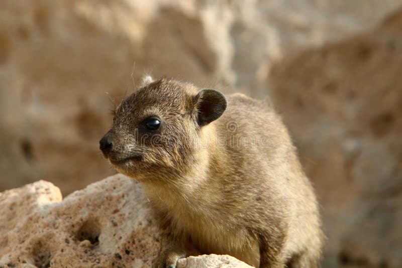 Daman is Sitting on a Stone Stock Photo - Image of sitting, flora ...