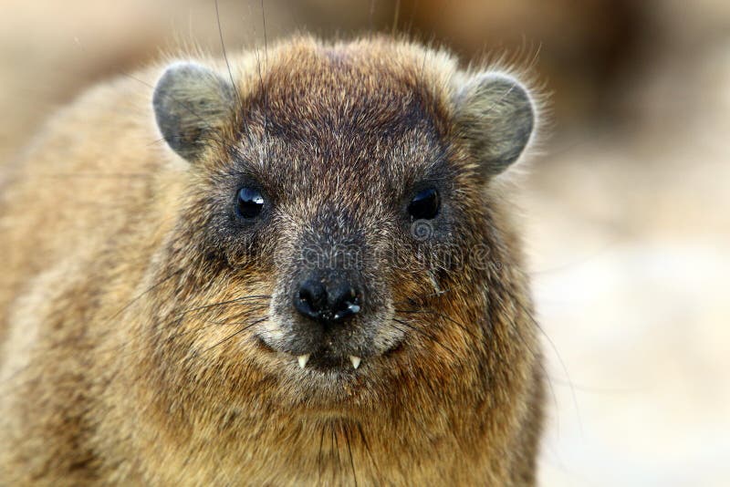 Daman sits on a rock stock photo. Image of israel, nature - 118456720