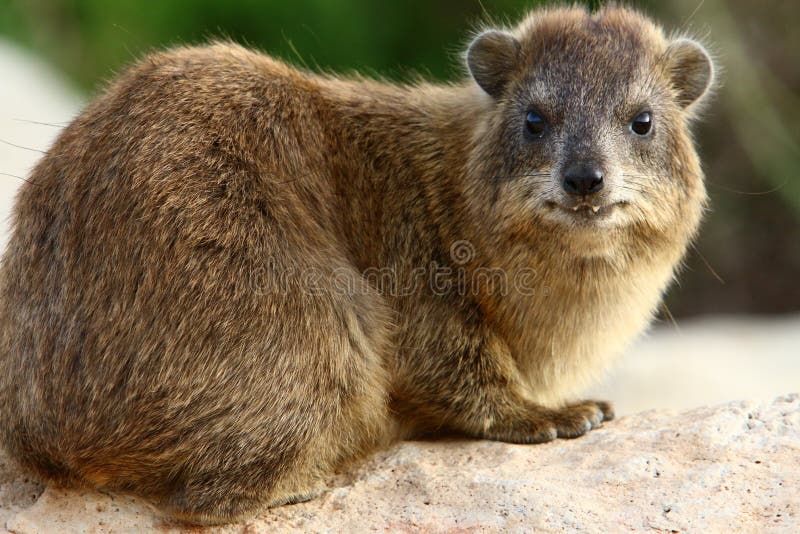 Daman sits on a rock stock image. Image of fauna, village - 118456703