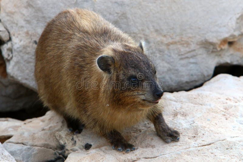 Daman Sits on a Stone and Basks in the Sun Stock Image - Image of beast ...