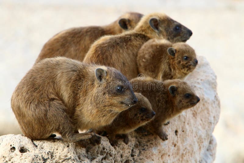 Daman (Hyraxes) Sits on a Rock Stock Image - Image of sits, beast ...