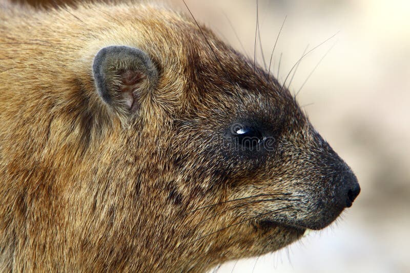 Daman sits on a rock stock photo. Image of beast, sitting - 118456744