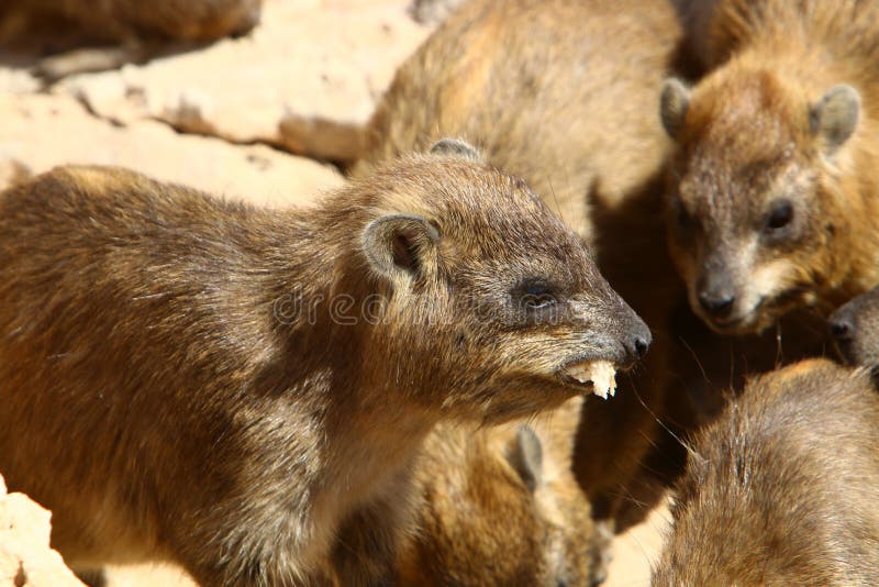 Daman is Sitting on a Stone Stock Photo - Image of summer, forest ...