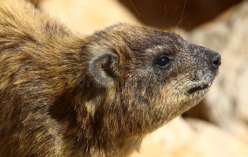 Daman is Sitting on a Stone Stock Photo - Image of rock, israel: 130354818