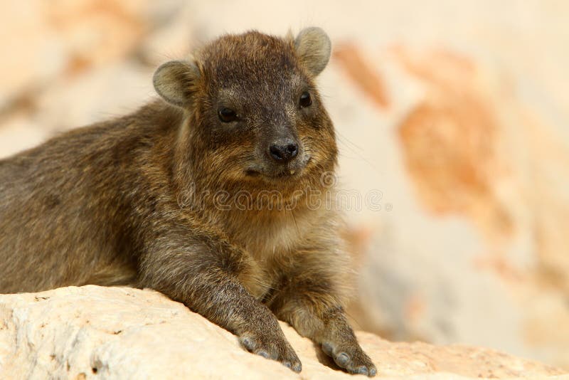 Daman is Sitting on a Stone Stock Photo - Image of morning, animal ...