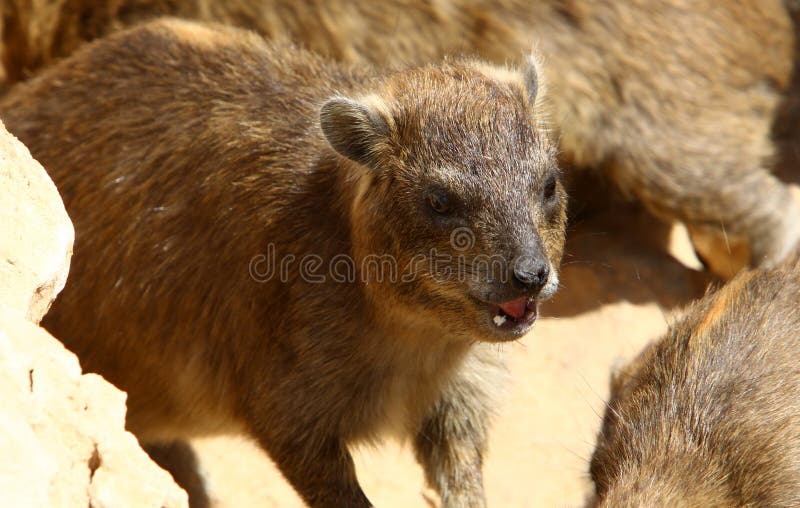 Daman is Sitting on a Stone Stock Image - Image of animal, village ...