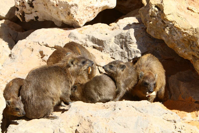 Daman is Sitting on a Stone Stock Image - Image of rest, stone: 130355109