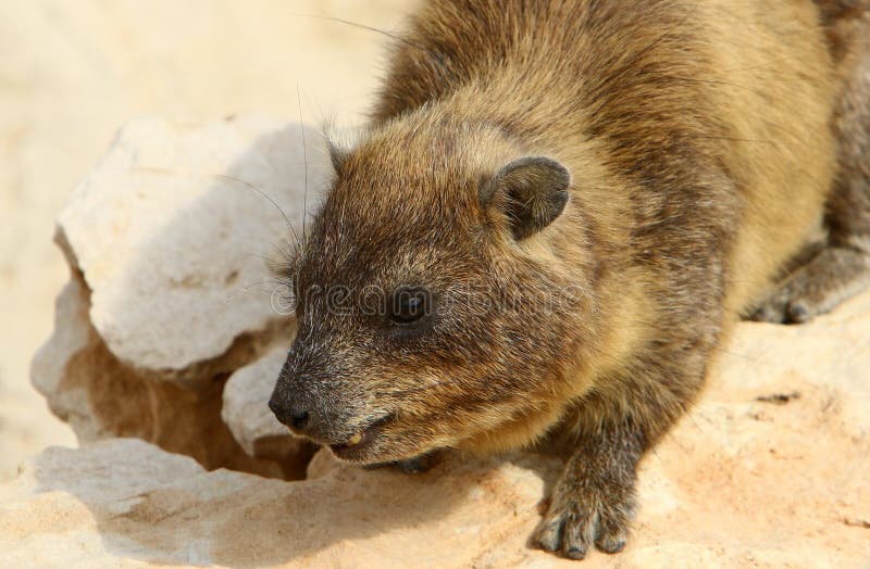 Daman is Sitting on a Stone Stock Image - Image of sitting, beast ...