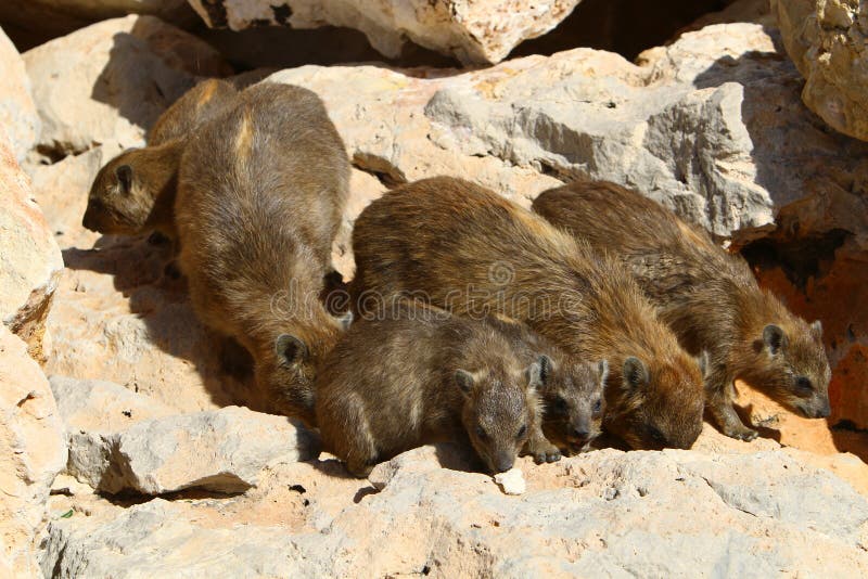 Daman is Sitting on a Stone Stock Image - Image of beast, village ...