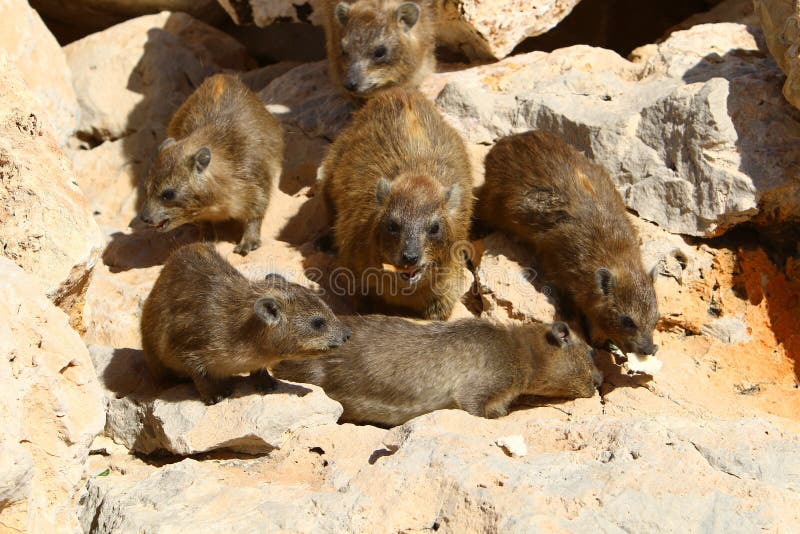 Daman is Sitting on a Stone Stock Image - Image of animal, israel ...