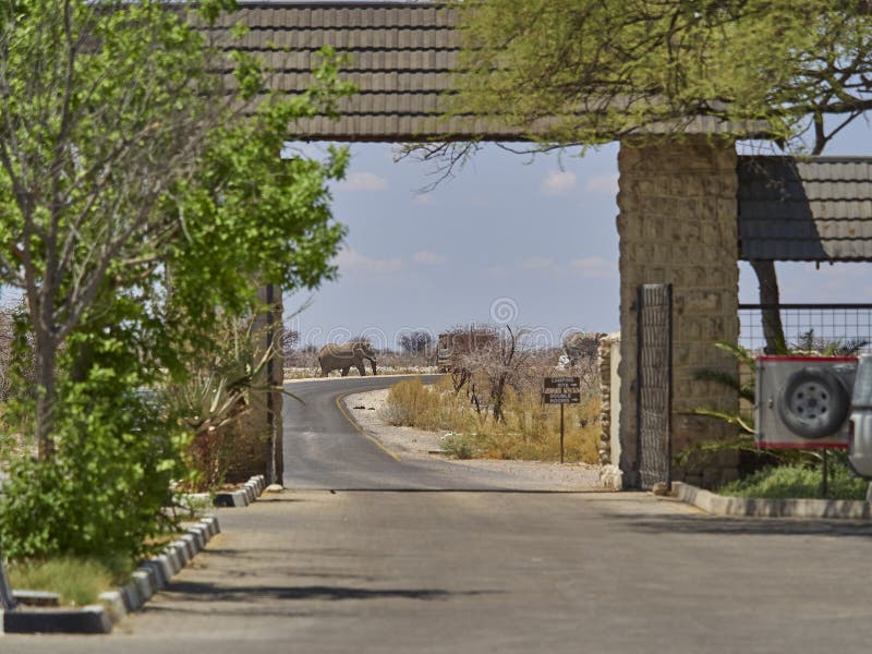African Elephant Passing the Entrance Gate at the Okaukuejo Water Hole ...