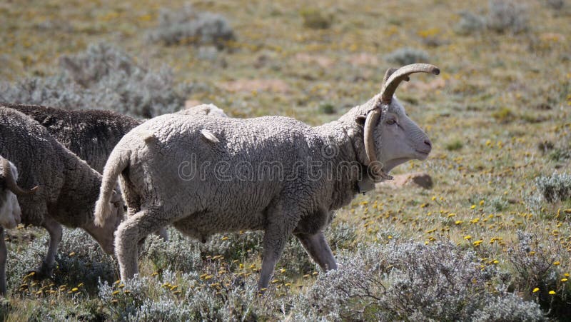 Damara Sheep in Lesotho Africa Stock Image - Image of herd, fatacent ...