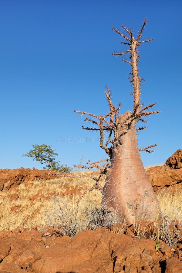 Damaraland Bottle Tree, Damaraland, Namibia Stock Photo - Image of ...
