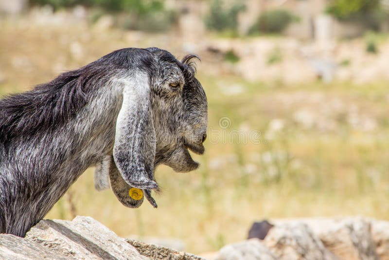 Damascus goat in Jordan stock image. Image of historical - 76737273