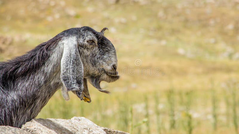Damascus goat in Jordan stock photo. Image of archaeological - 76737362