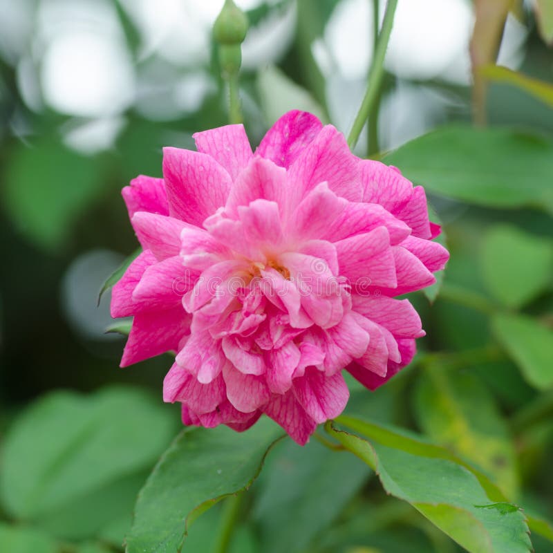 Damask rose stock image. Image of nature, beautiful, gardening - 47468501