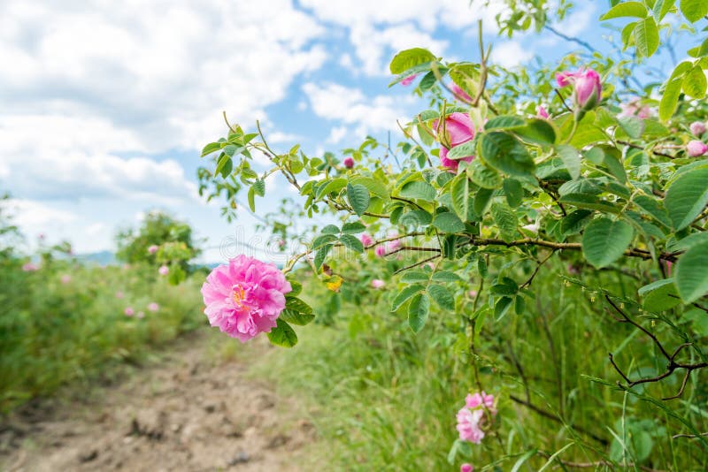Damask rose stock photo. Image of breeding, field, floral - 60725704