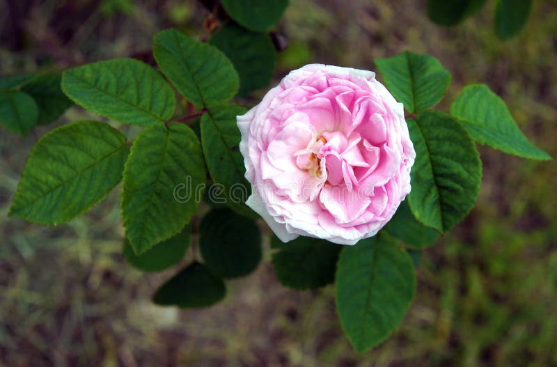 Damask rose flower stock image. Image of blossom, outdoor - 189618075