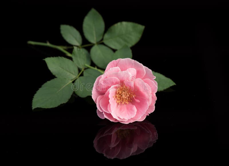 Damask Rose Flower Isolated on Black Background Stock Image - Image of ...