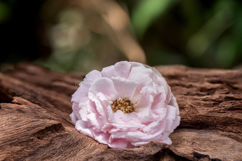 Damask Rose Flower on Nature Background Stock Image - Image of wood ...