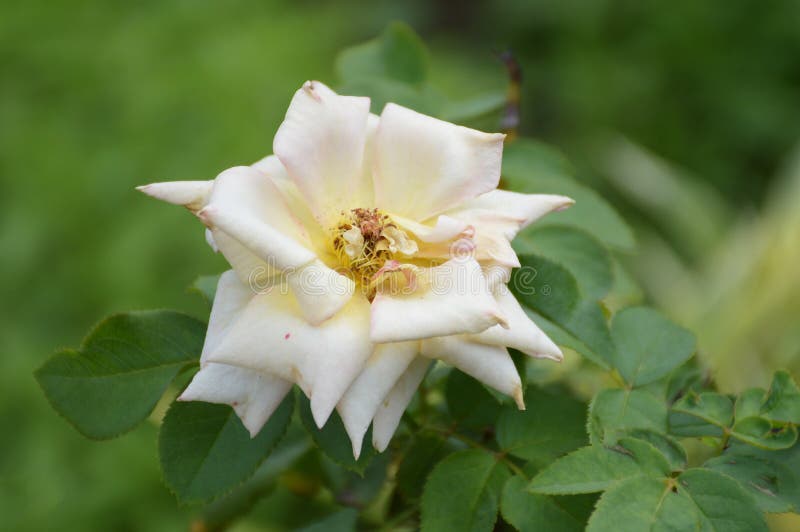 Damask rose flower stock photo. Image of damask, floral - 96365070